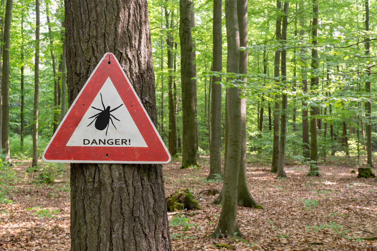 14 cas de maladie de Lyme au Luxembourg | Paperjam News