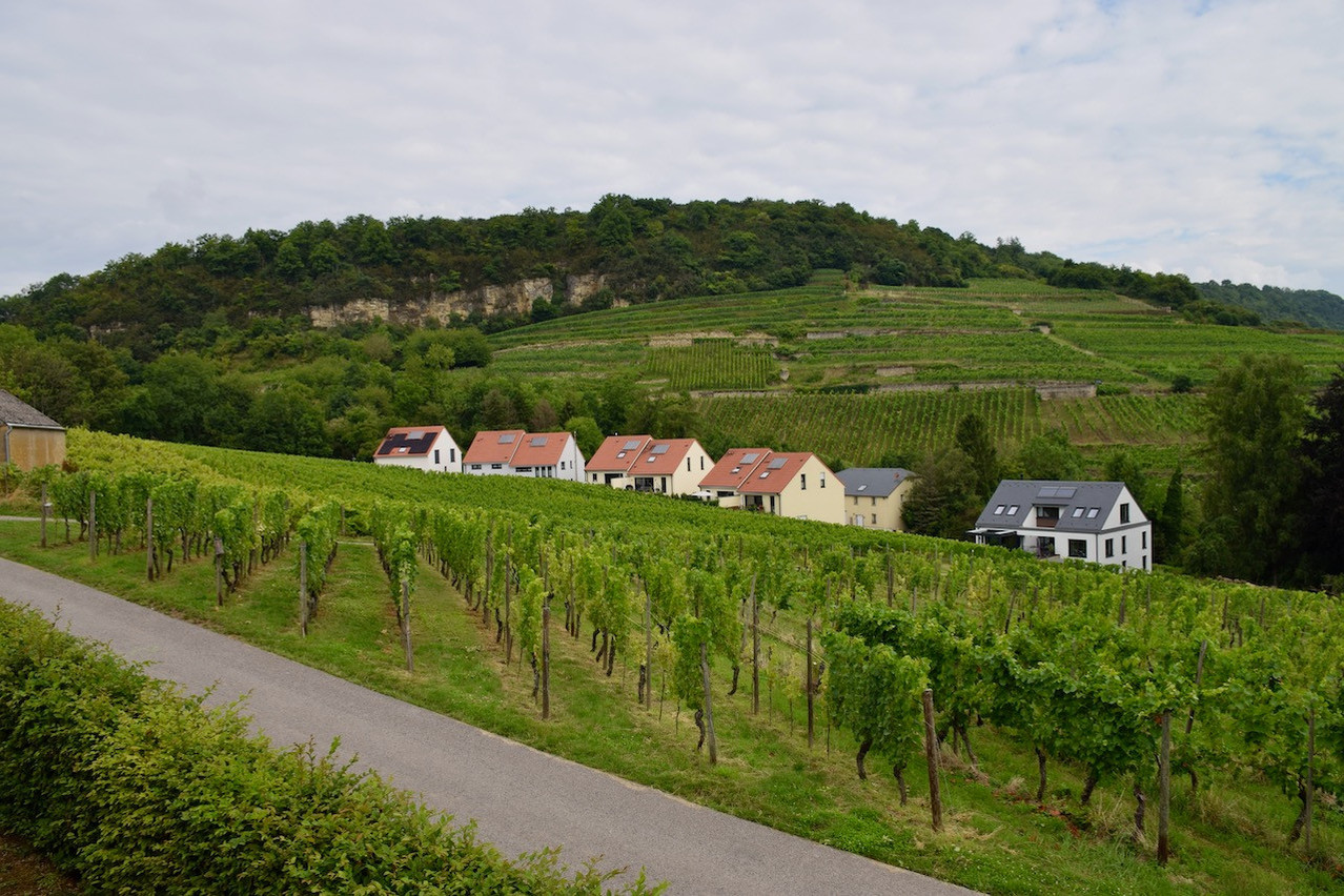 A look at Luxembourg’s vineyards | Paperjam English News
