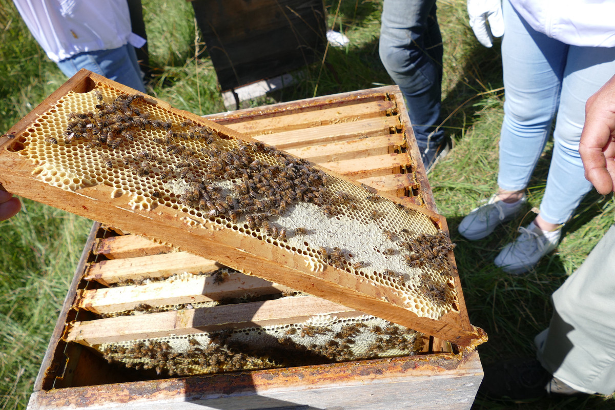 Beehives at school enlighten students (and teachers) | Delano News
