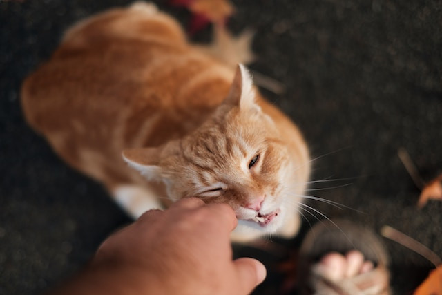 How to stroke a cat, according to science | Delano News