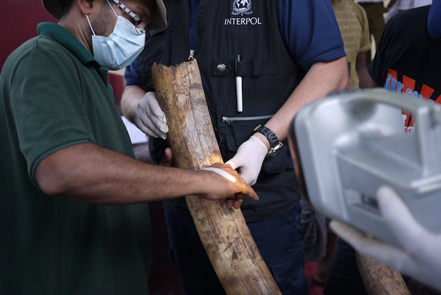 Illegal ivory found on sale in 10 European countries | Paperjam English ...