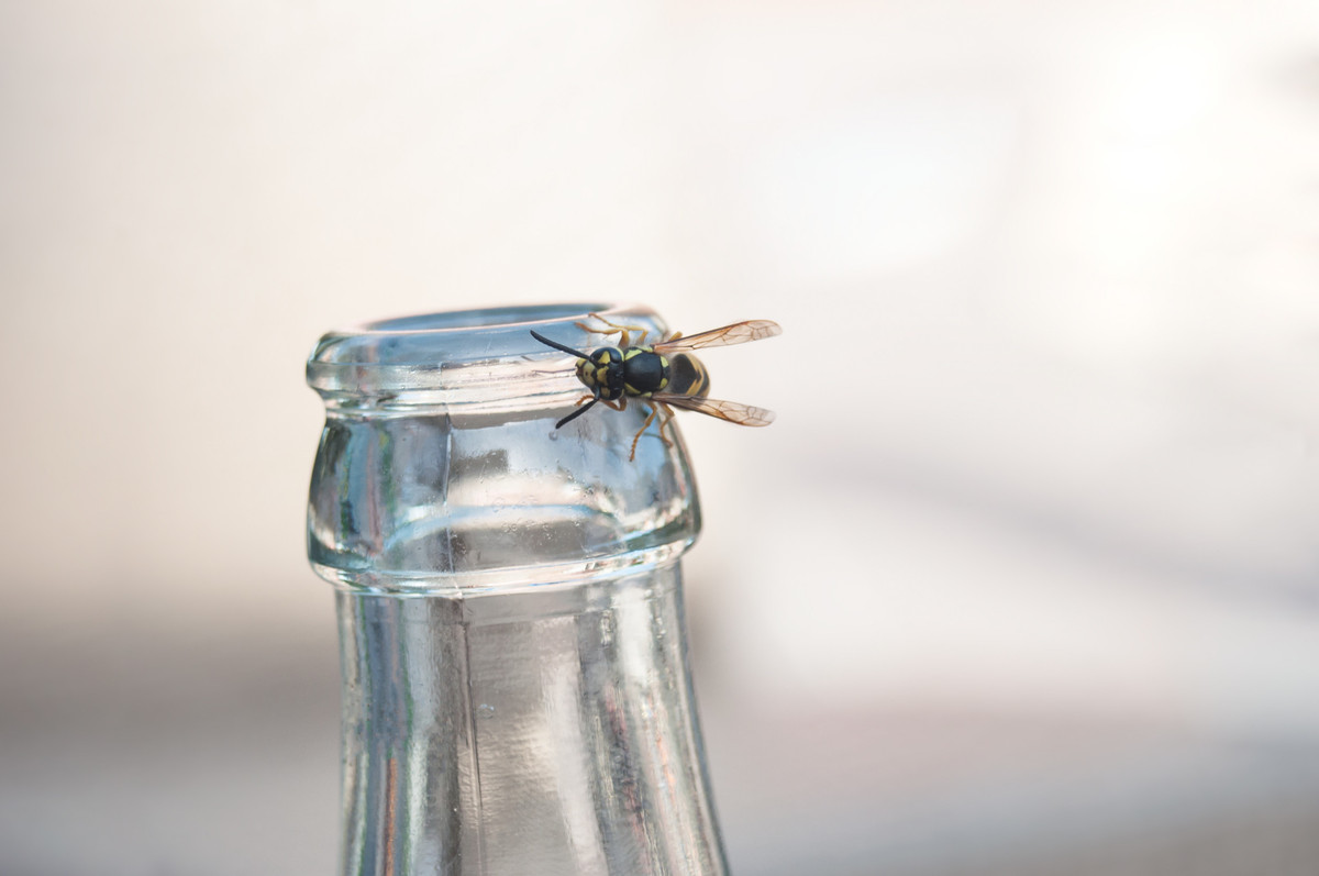 How to deal with wasps in the summer | Delano News