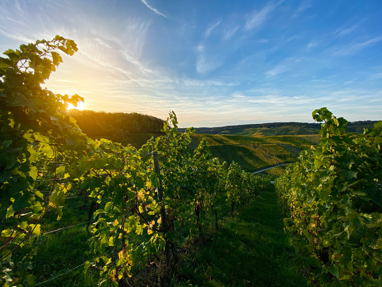 Les grands vins du Luxembourg: dans la cave de Charlène Muller ...