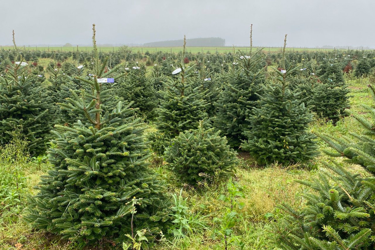 A deep dive into the business of selling Christmas trees | Paperjam ...
