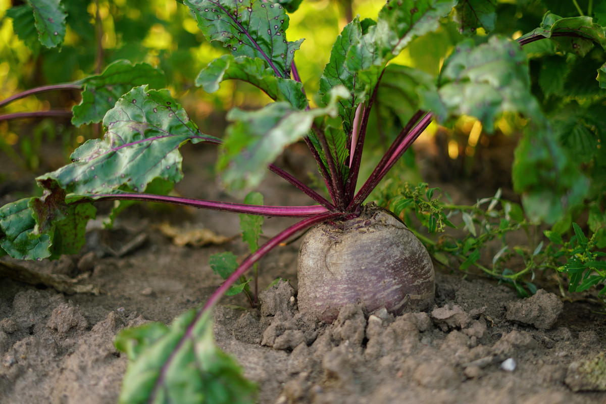 Researcher receives List award for work on beetroot benefits | Paperjam ...